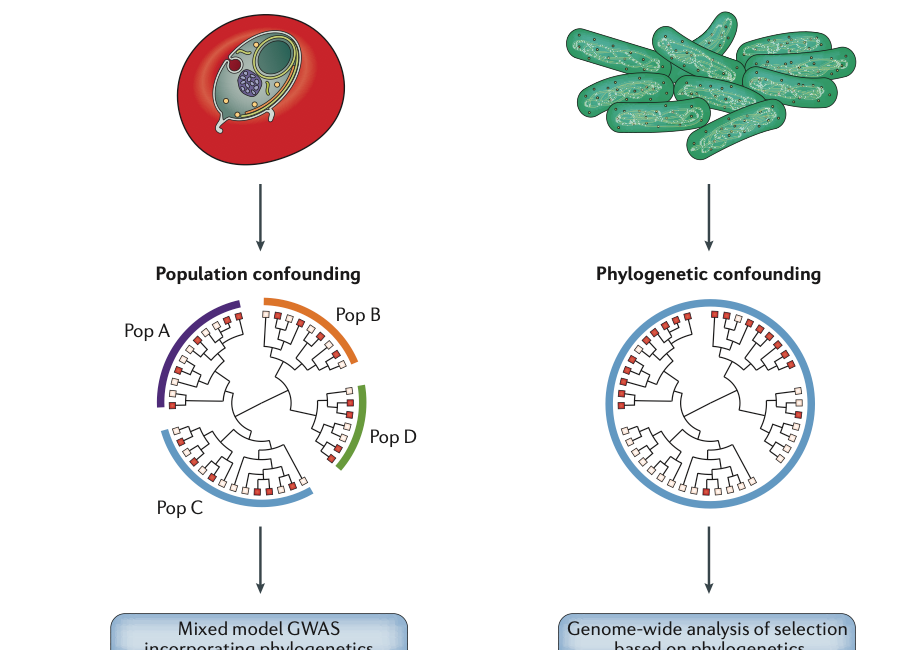 Microbial genome-wide association studies: lessons from human GWAS ...